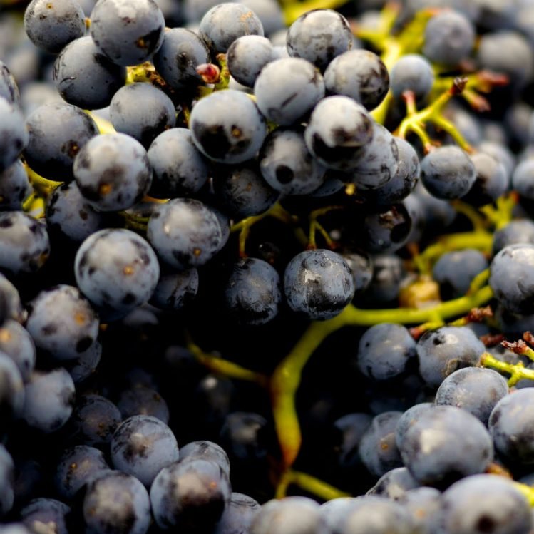 Malbec. Todo lo que debés saber | Mariano Braga