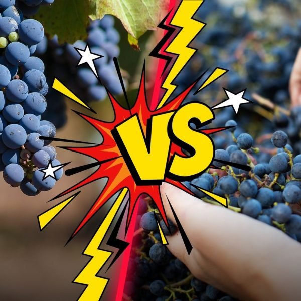 Malbec. Todo lo que debés saber | Mariano Braga